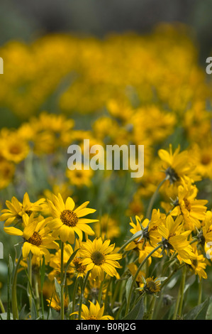 Idaho, near Boise. Arrowleaf Balsam Root in bloom in spring Stock Photo ...