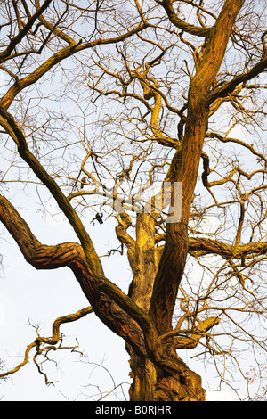 Blue sky with big clouds shined with sun at dusk in springtime Stock ...