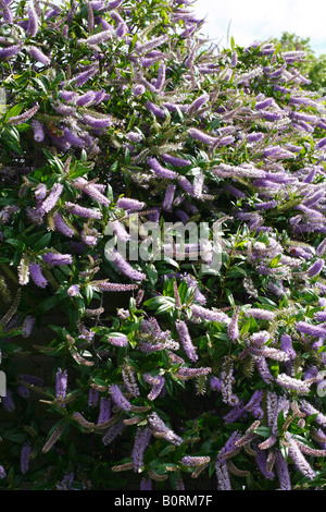 large Hebe bush with masses of flowers Stock Photo - Alamy