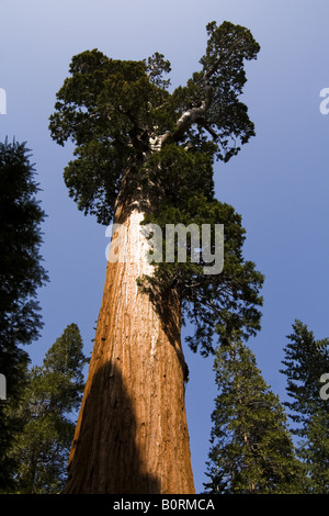 General Grant Tree, Kings Canyon National Park, California Stock Photo ...