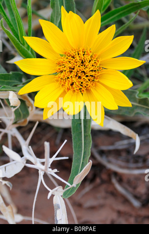 Rough mules ears (Wyethia scabra) wild flowers, Coral Pink Sand Dunes ...