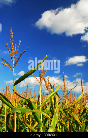 Corn field on the bright blue sky background. Farming and agriculture ...