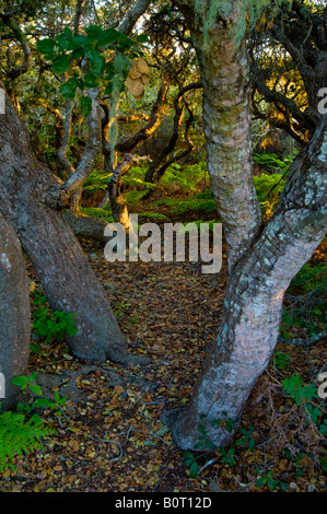 Dwarf pygmy oak trees El Moro Elfin Forest Natural Area Los Osos ...