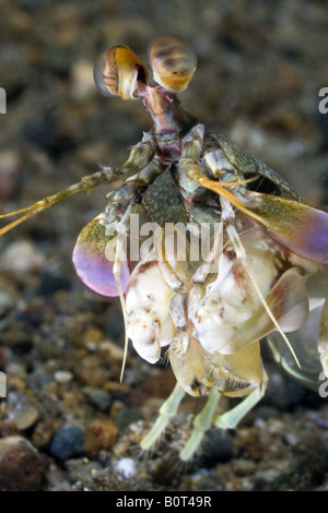 Mantis Shrimp on the sand bottom under water Stock Photo - Alamy