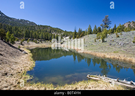 Beaver Ponds, Yellowstone National Park Stock Photo - Alamy