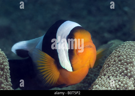 Panda clownfish inside anemone under water Stock Photo - Alamy