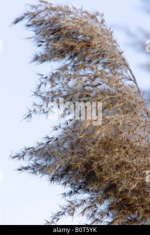 Flowering head of Common reed with seeds Stock Photo - Alamy