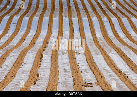 Plastic sheeting applied to cover up Maize seed as a weather protection ...