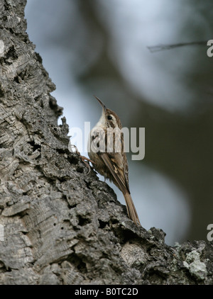 short-toed treecreeper (Certhia brachydactyla), perched on a tree trunk ...