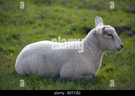 lamb outside in the meadow during Easter Stock Photo - Alamy