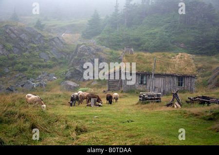 Random passage film-set in Newfoundland Stock Photo - Alamy