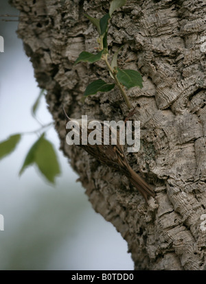 short-toed treecreeper (Certhia brachydactyla), perched on a tree trunk ...