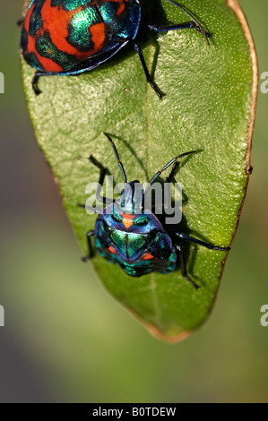 Harlequin stink bug, shield-backed bug (Tectocoris diophthalmus ...