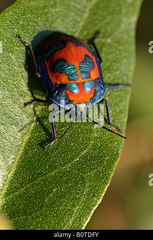 Harlequin stink bug, a shield-backed bug (Tectocoris diophthalmus ...