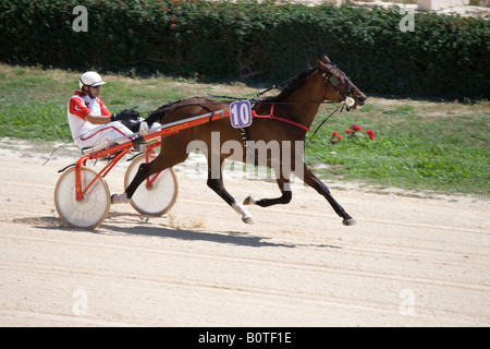 Trotting Horse - Malta Stock Photo - Alamy