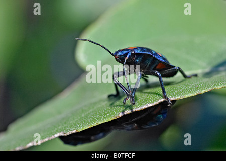 Harlequin stink bug, shield-backed bug (Tectocoris diophthalmus ...