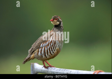 perdrix rouge Rothuhn Red legged Partridge French Partridge Alectoris ...