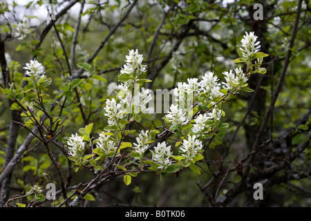 Saskatoon berry blossom Stock Photo - Alamy