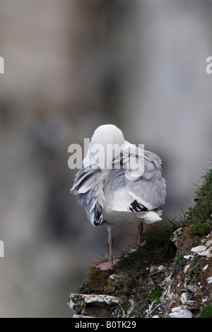 Herring Gull (Larus argentatus) preening, South Holland, Netherlands ...