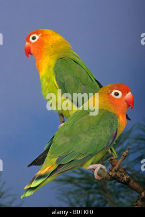 Nyasa Lovebird or Lilian's lovebird, Agapornis lilianae, green exotic ...