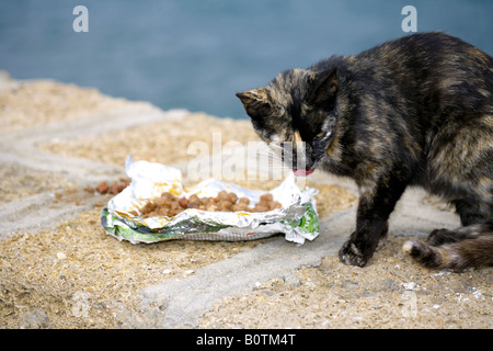 Scrawny feral cat eating scraps from an aluminium foil wrapper handout ...