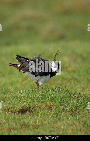 Lapwing Vanellus vanellus preening its feathers standing on the ground ...