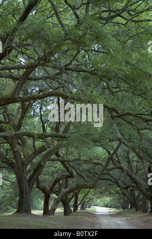 Alley of live oak trees at Orton Plantation Gardens, near Wilmington ...