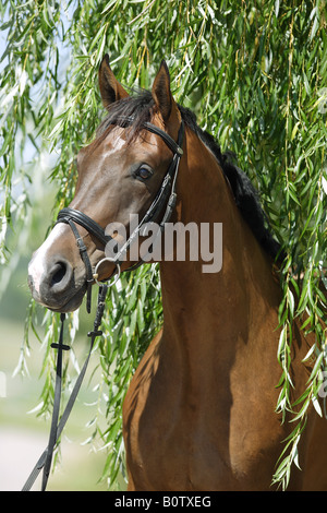 Hessian Warmblood Portrait Stock Photo - Alamy