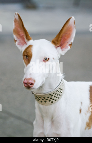 Podenco Ibicenco Portrait Stock Photo - Alamy