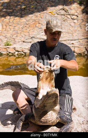 Alligator wrangler in Everglades zoo Florida demonstrating gator ...