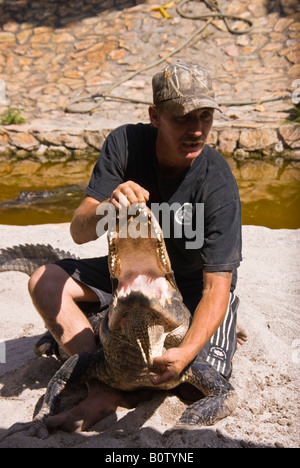 Alligator wrangler in Everglades zoo Florida demonstrating gator ...