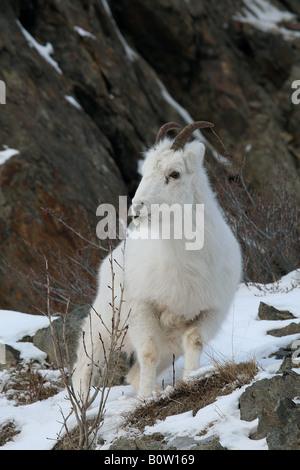 Dall's sheep, winter Stock Photo - Alamy