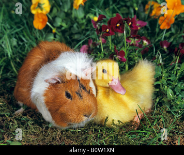 animal friendship : guinea pig , duckling and dwarf rabbit Stock Photo ...