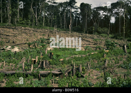 Deforestation, Ivory Coast Stock Photo - Alamy