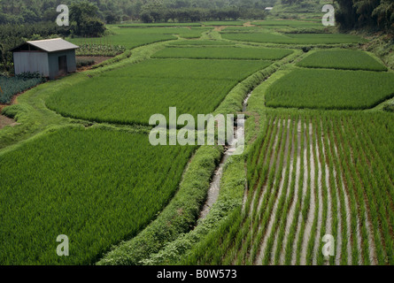 Green rice in paddy field Stock Photo - Alamy