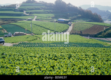 chinese cabbage field Stock Photo - Alamy