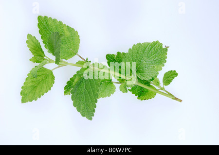 Lemon Balm or Sweet Balm (Melissa officinalis Stock Photo - Alamy