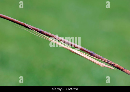 Winged pink winged stick insect (Sipyloidea sipylus), moulting, stick ...