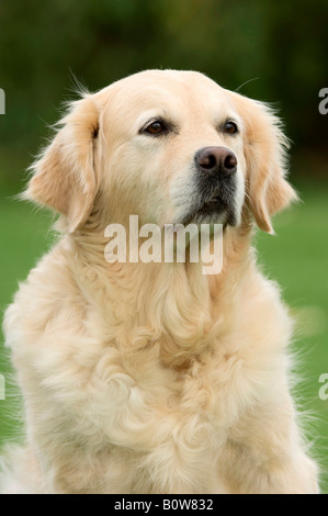 Golden Retriever - Hund - Haustier Stock Photo - Alamy