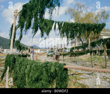 Seaweed drying on rack Stock Photo - Alamy