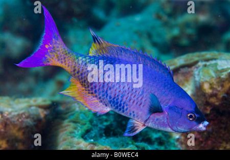 Creole wrasse Clepticus parrai in Belize Caribbean Sea Stock Photo - Alamy