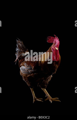 Black cockerel, rooster Stock Photo - Alamy
