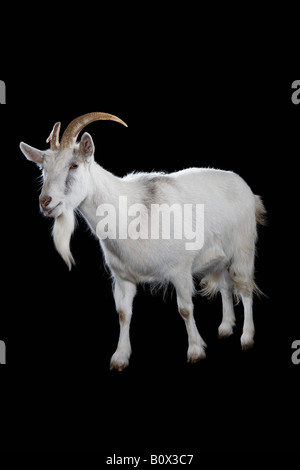 Side view of white goat Stock Photo - Alamy