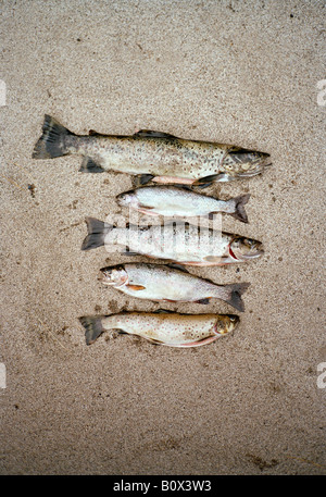 A Dead Gutted Fish lying on the beach Stock Photo - Alamy