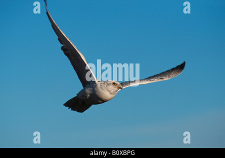 Gyr Falcon, female, white phase, Gyrfalcon (Falco rusticolus), female ...