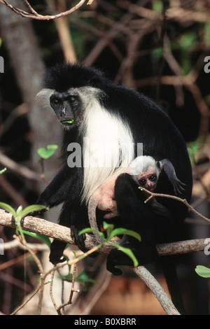 King Colobus, Western Pied Colobus (Colobus polykomos), mother with ...