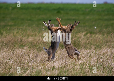 two rabbits - mating Stock Photo - Alamy
