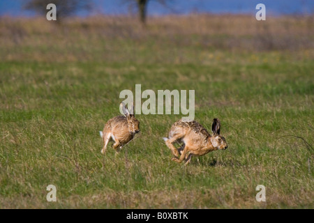 two rabbits - mating Stock Photo - Alamy