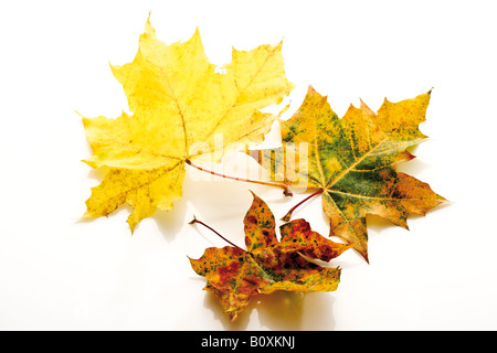 Three colored autumn leaves Stock Photo - Alamy