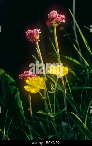 Goldilocks Buttercup (Ranunculus auricomus Stock Photo - Alamy